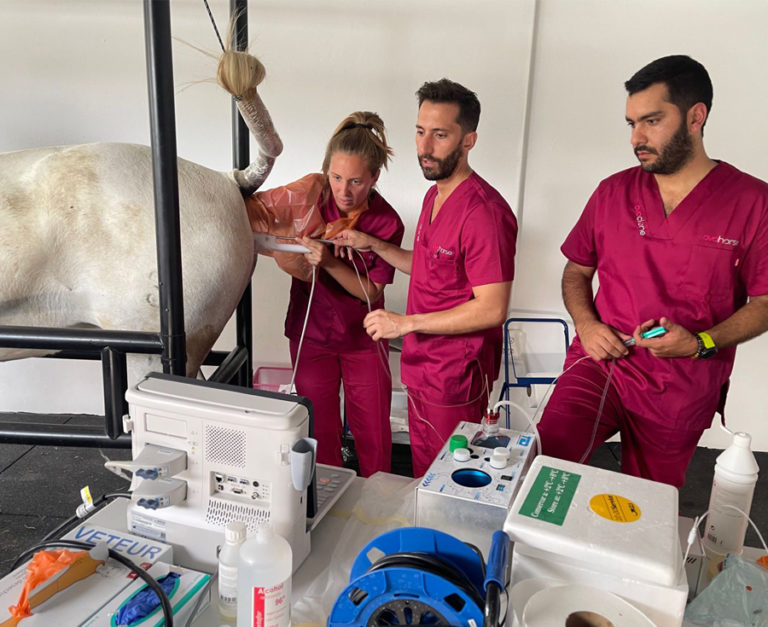 La reproducción más innovadora para yeguas y sementales: hasta 20 ...